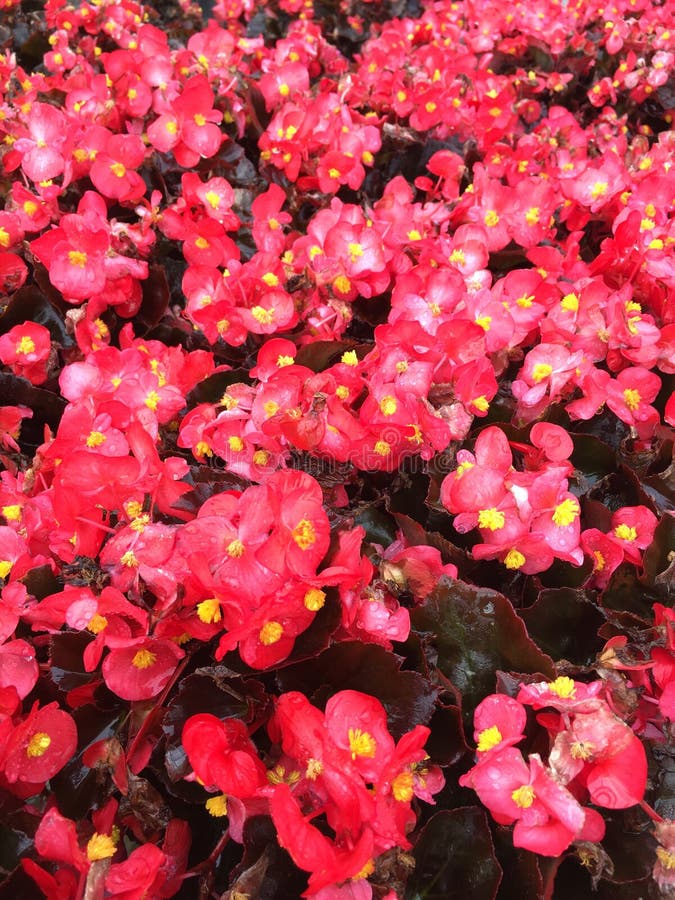 Red begonia flats stock photo. Image of begonia, flats - 70469860
