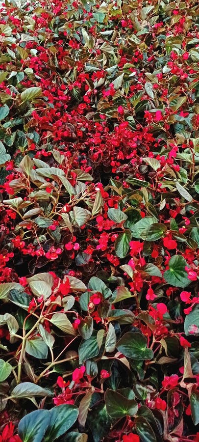 Red Begonia Flower Ornamental Plant Stock Photo - Image of blossom ...