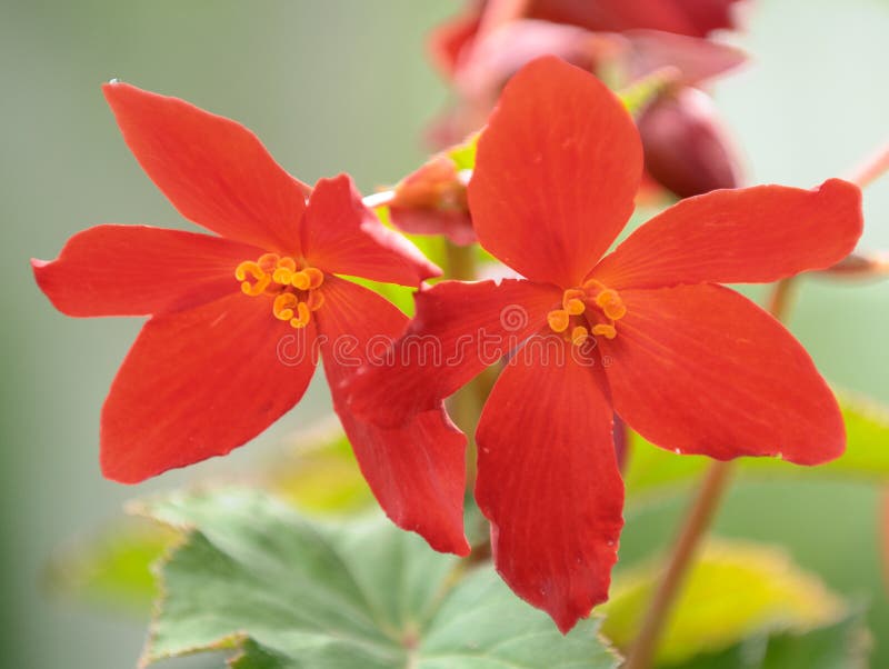 Red trillium flower stock image. Image of perennial, forest - 2072989