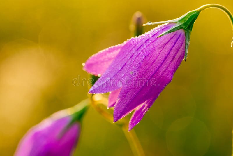 Red bell flower stock photo. Image of bell, blue, beautiful - 77506970