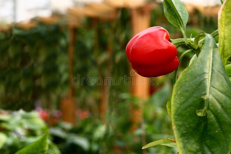 Red Bell Pepper stock photo. Image of plant, greenhouse - 7831756