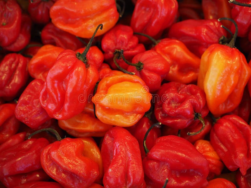 Red Bell Pepper stock image. Image of spices, chinense - 82964421