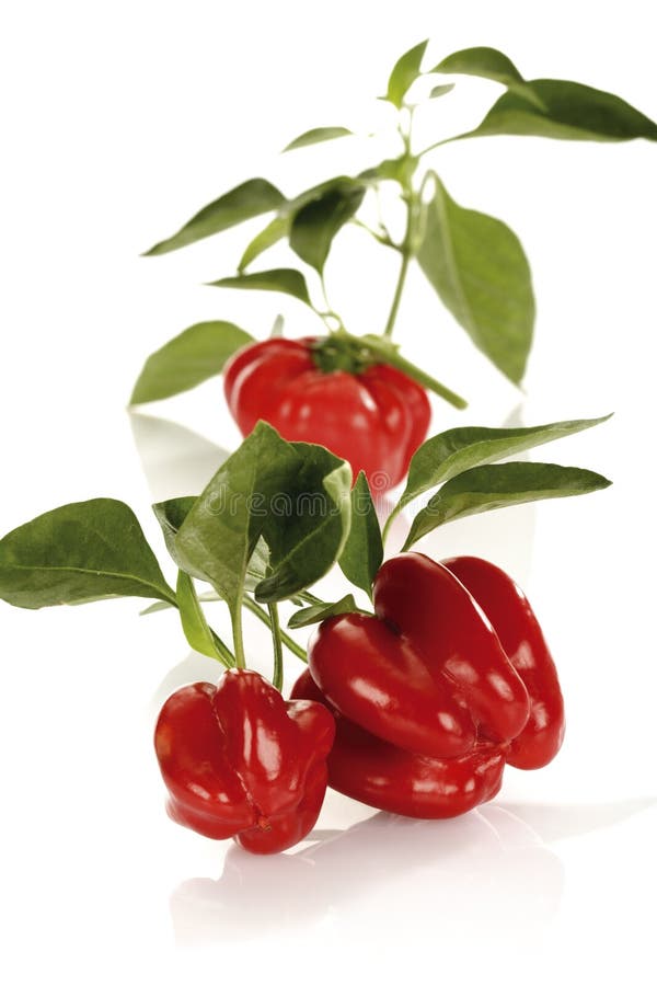 Red Bell Pepper, Capsicum Annuum Stock Photo - Image of vitamin ...