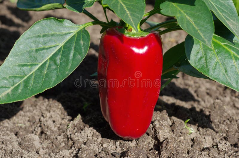Red bell pepper closeup stock photo. Image of shrub - 116396408
