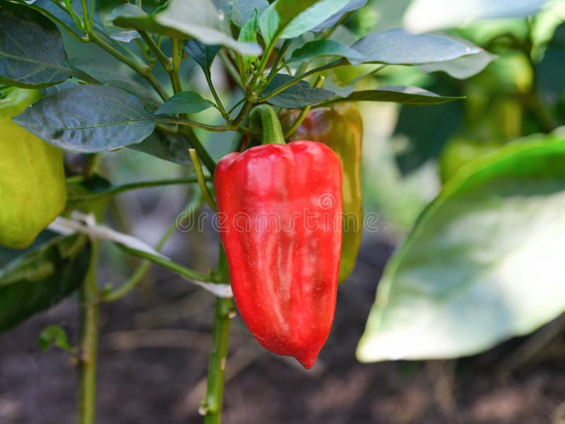 Red Bell Pepper Growing in the Garden Stock Image - Image of garden ...