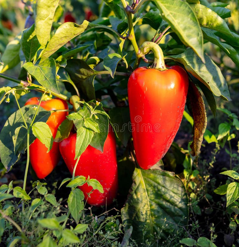 Red Bell Pepper Growing in the Garden Stock Photo - Image of bell ...