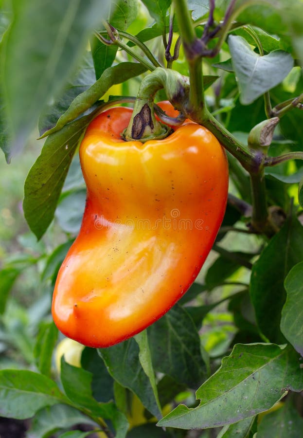 Red Bell Pepper Growing in the Garden Stock Image - Image of field ...
