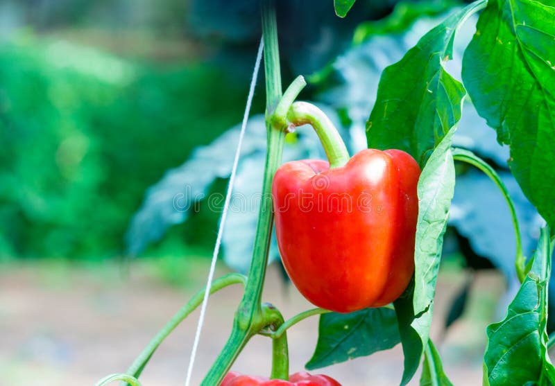 Red Bell Pepper on the Pepper Tree Stock Image - Image of closeup ...