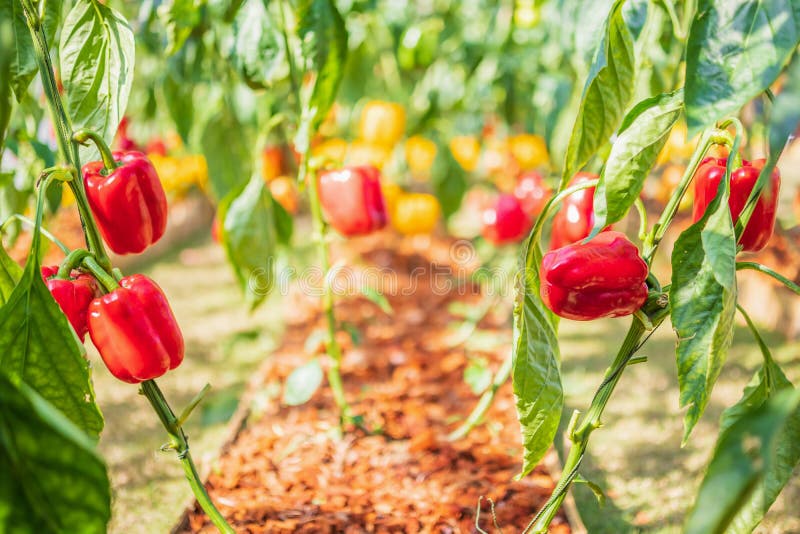 Red Bell Pepper Plant Growing in Organic Garden Stock Image - Image of ...