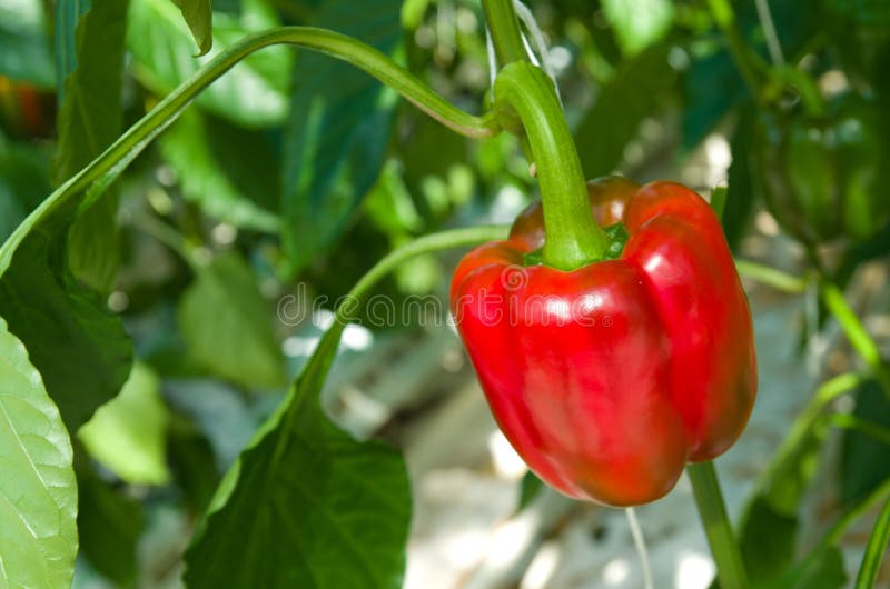 Red Chili Bell Pepper Plant Stock Image - Image of garden, sweet: 6936015