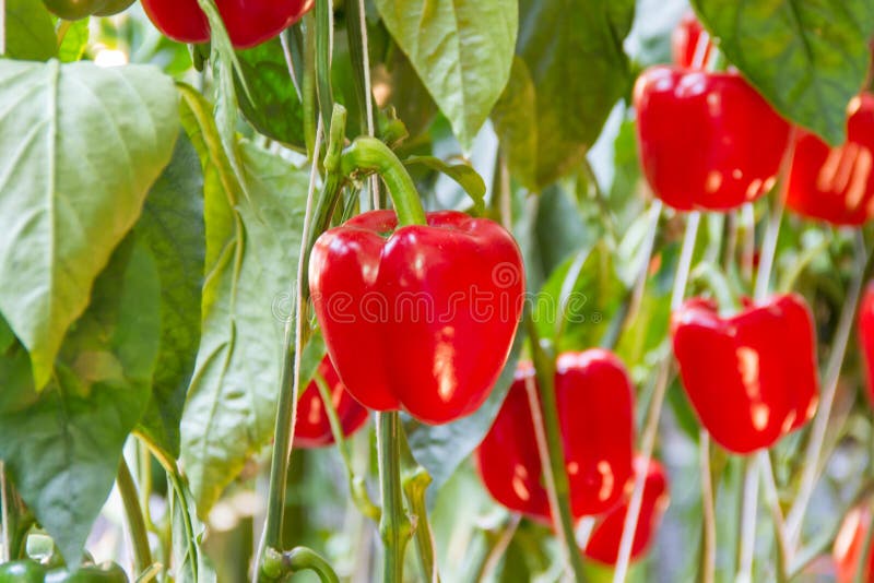 Red bell pepper stock photo. Image of garden, fresh, eating - 85320952