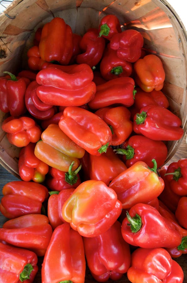 Red Bell Peppers stock image. Image of bell, farm, paprika - 10666293
