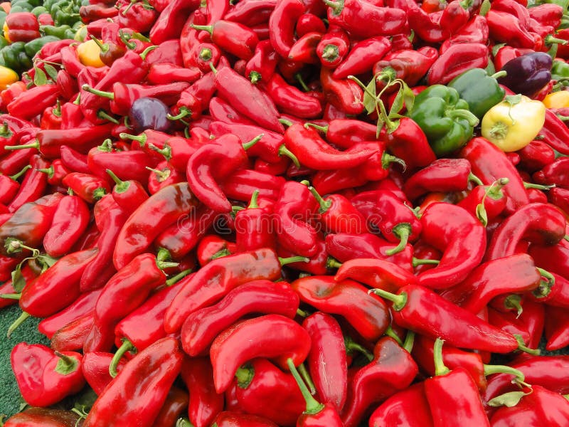 Red bell peppers stock photo. Image of vegetable, glossy - 16236566
