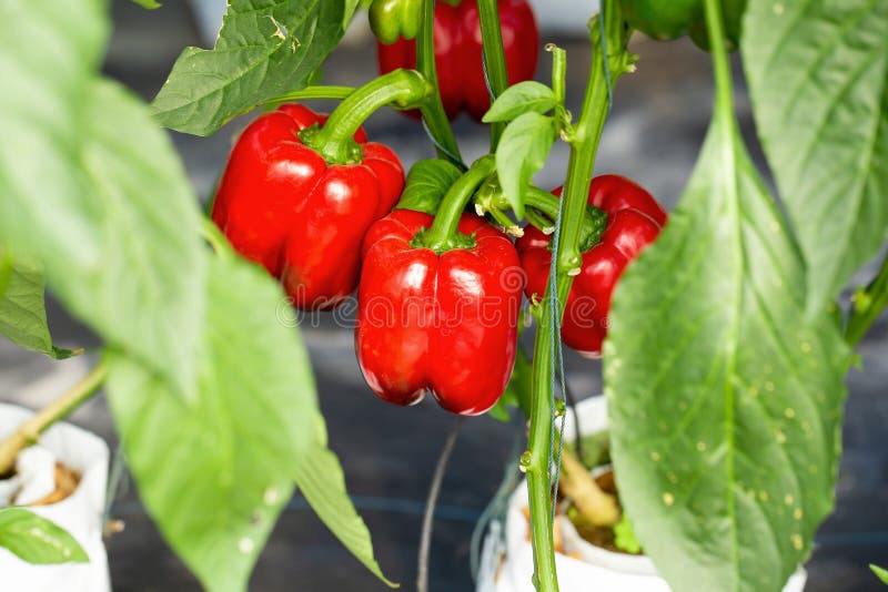 Red Bell Peppers Hanging on Tree in Farm. Stock Image - Image of nature ...