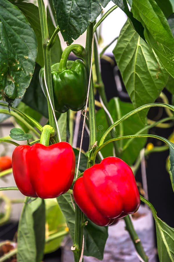 Red Chili Bell Pepper Plant Stock Image - Image of farm, pepper: 6936191