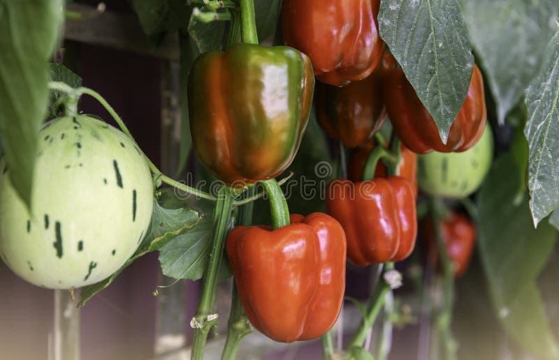 Red Bell Peppers Hanging on Tree in Garden Stock Photo - Image of ...