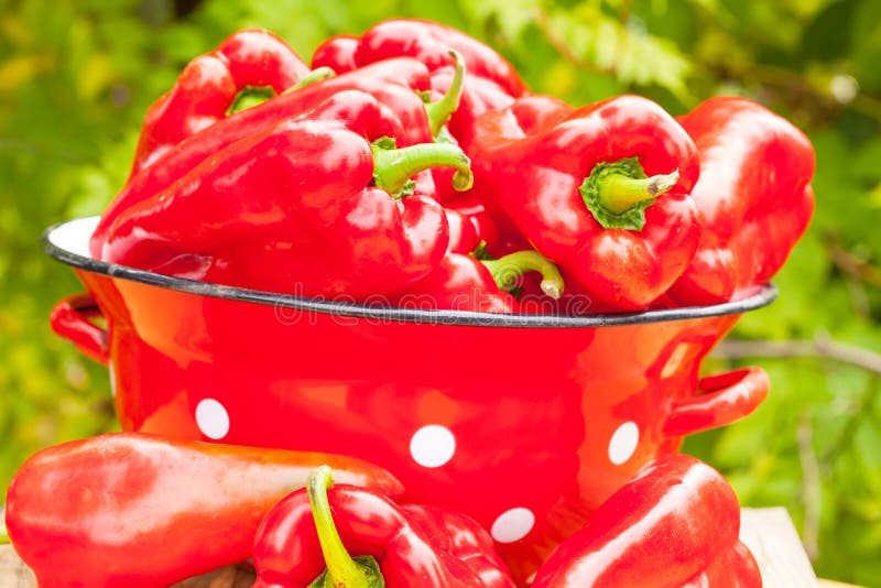 Red bell peppers stock photo. Image of nature, paprika - 43699618