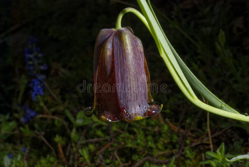Bell water fountain stock image. Image of bell, fountain - 131522343