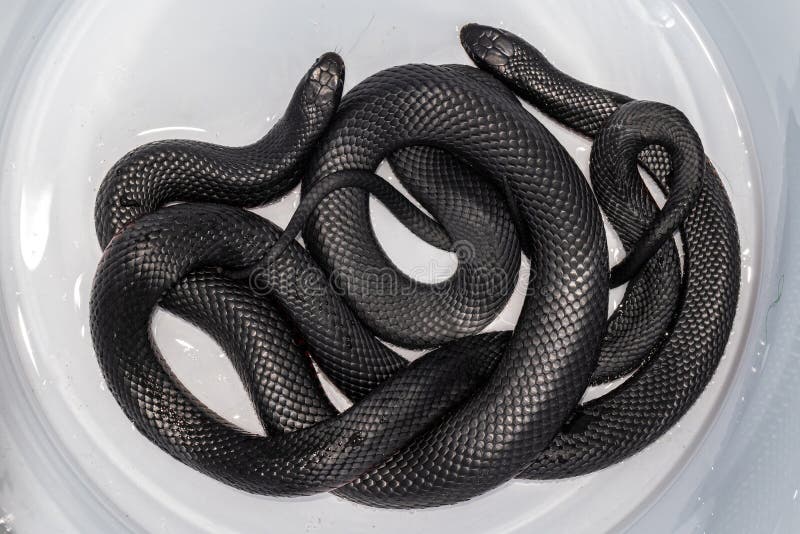 Red-bellied Black Snakes stock image. Image of dangerous - 215278927