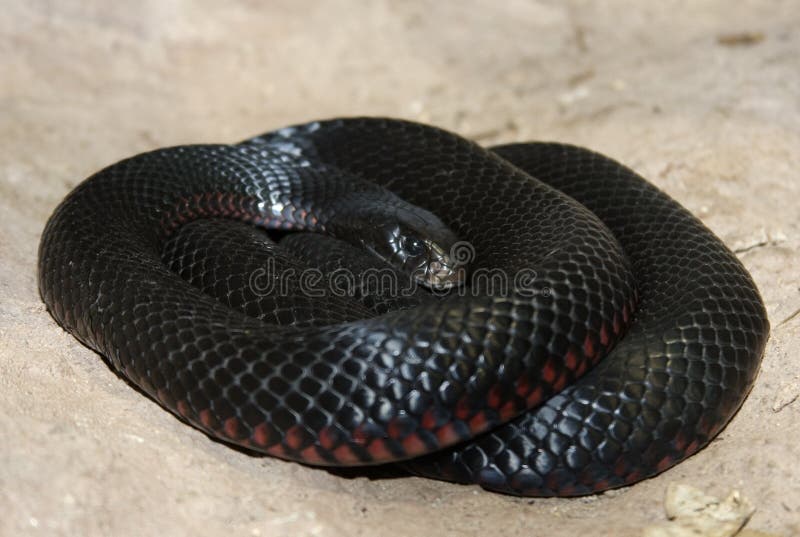Red-bellied blake snake stock photo. Image of australian - 11943078