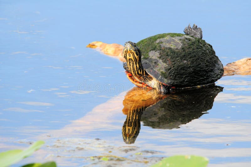 Red-bellied turtle stock photo. Image of shelled, garden - 62246848