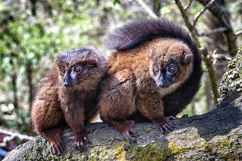 Red-bellied Lemur (Eulemur Rubriventer) Stock Photo - Image of ...