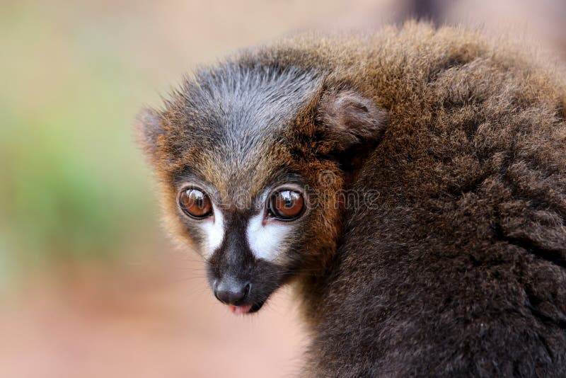 The Red-bellied Lemur (Eulemur Rubriventer) Stock Image - Image of ...