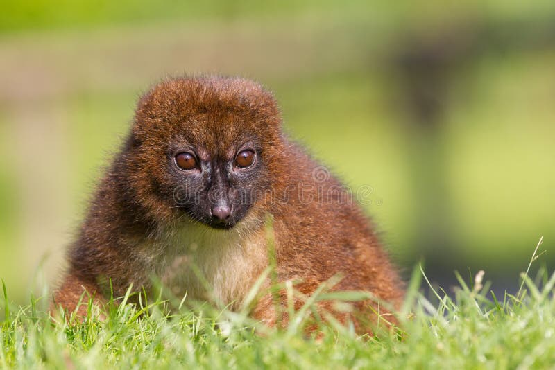 Red-bellied Lemur (Eulemur Rubriventer) Stock Photo - Image of ...
