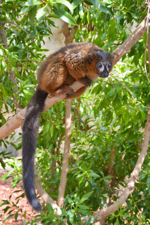 Red-bellied Lemur (Eulemur Rubriventer) Stock Photo - Image of ...