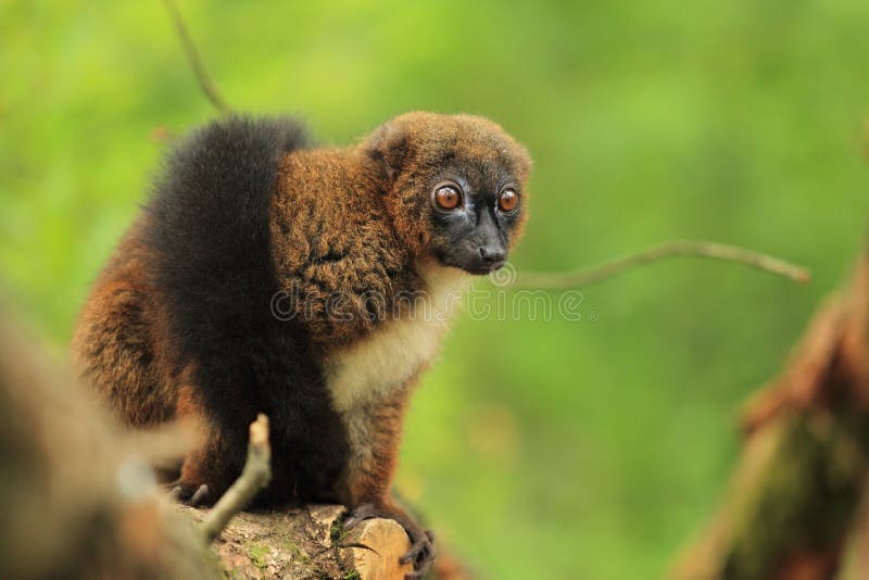Red-bellied Lemur (Eulemur Rubriventer) Stock Photo - Image of ...
