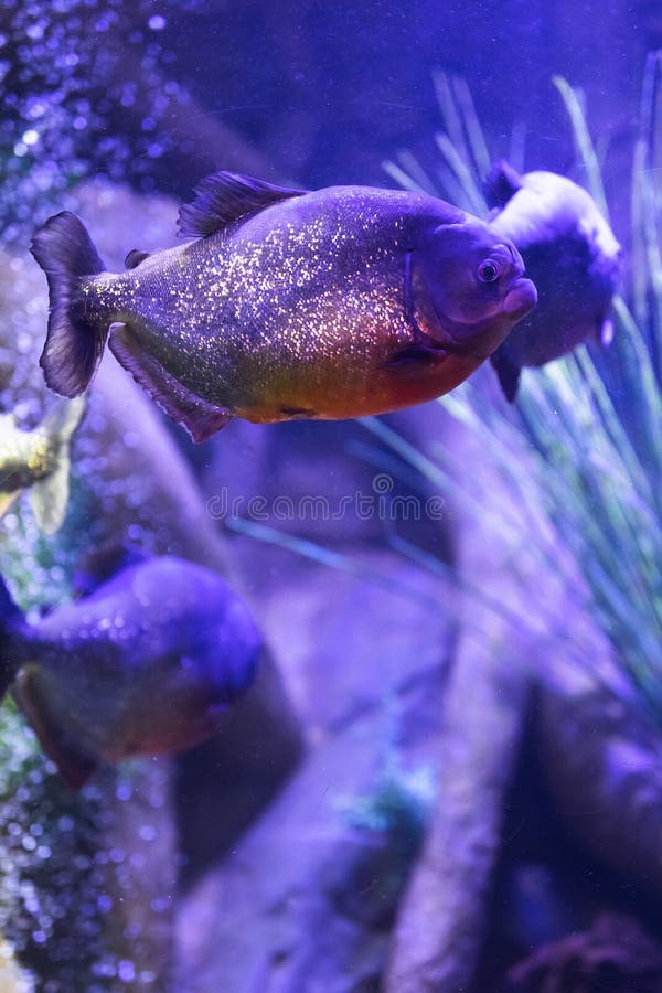 Red-bellied Piranha Fish in Aquarium with Illumination Stock Image ...