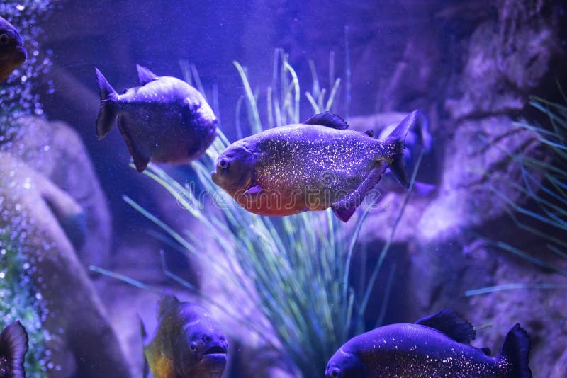 Red-bellied Piranha Fish in Aquarium with Illumination Stock Photo ...
