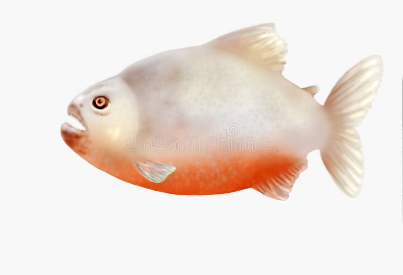 Piranha Isolated Stock Illustrations – 1,452 Piranha Isolated Stock ...