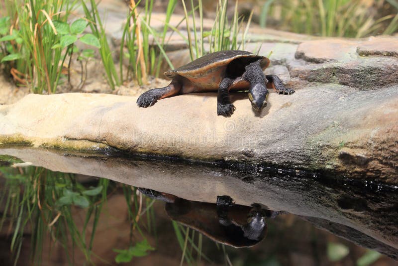 Red-bellied Short Necked Turtle Stock Image - Image of river, amphibian ...