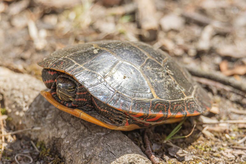 Red-bellied Turtle Resting on the Ground Stock Image - Image of ...