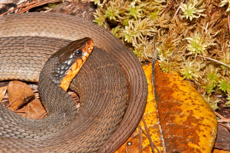 Red-bellied Water Snake stock photo. Image of growth - 45496848