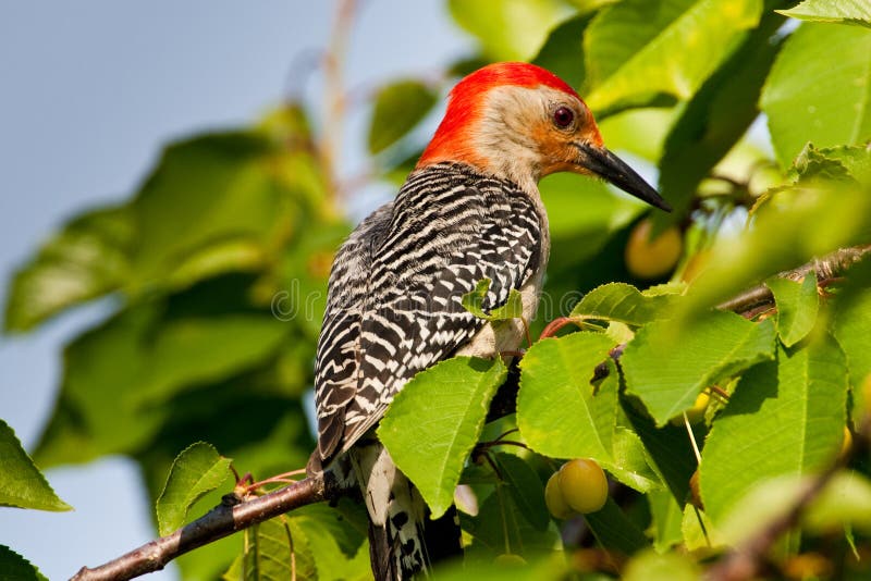 Robin. stock photo. Image of robins, flowers, bird, nature - 18862410
