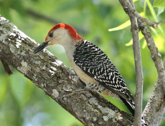 Red-bellied woodpecker stock image. Image of woodpecker - 21950837