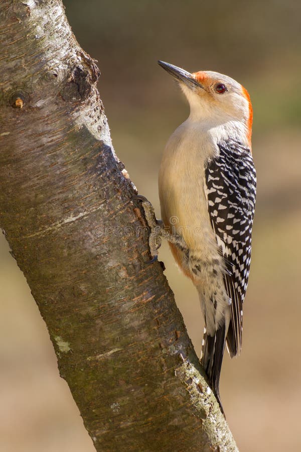 317 Red Bellied Woodpecker Female Stock Photos - Free & Royalty-Free ...