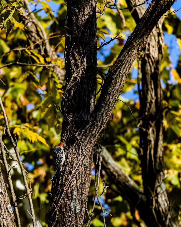 Red-bellied Woodpecker Making a Hole on a Tree Stock Photo - Image of ...