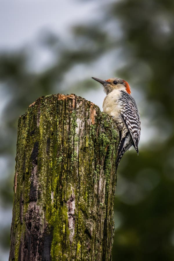 Woodpecker in the Back Yard Stock Photo - Image of green, post: 125559076