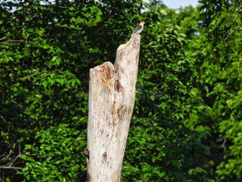 Red-Bellied Woodpecker Perched on Top of Dead Tree Trunk Stock Photo ...