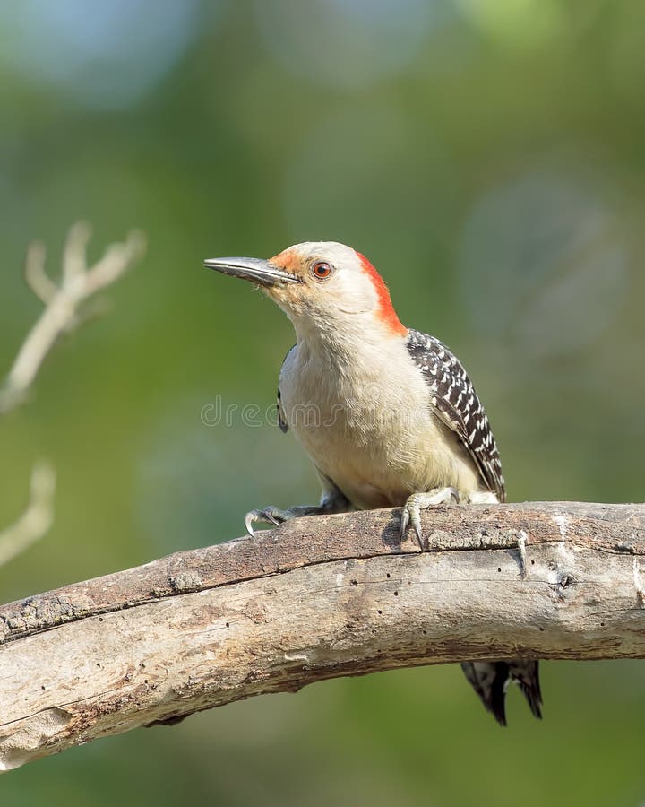 Red Bellied Woodpecker stock photo. Image of feathers - 65329710
