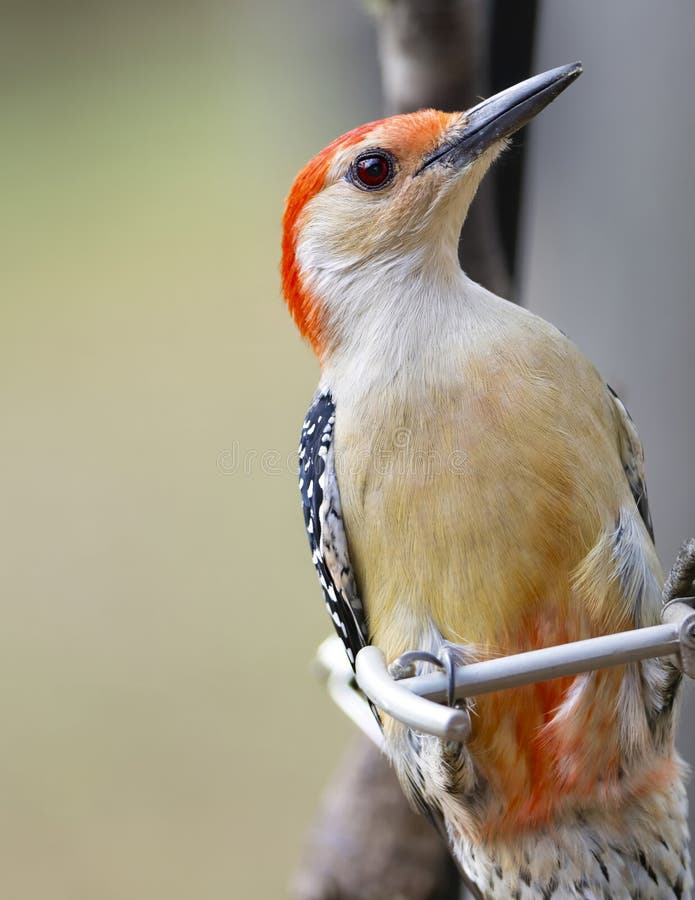 Red-bellied Woodpecker Peeking Its Head Out from a Cavity in a Tree ...