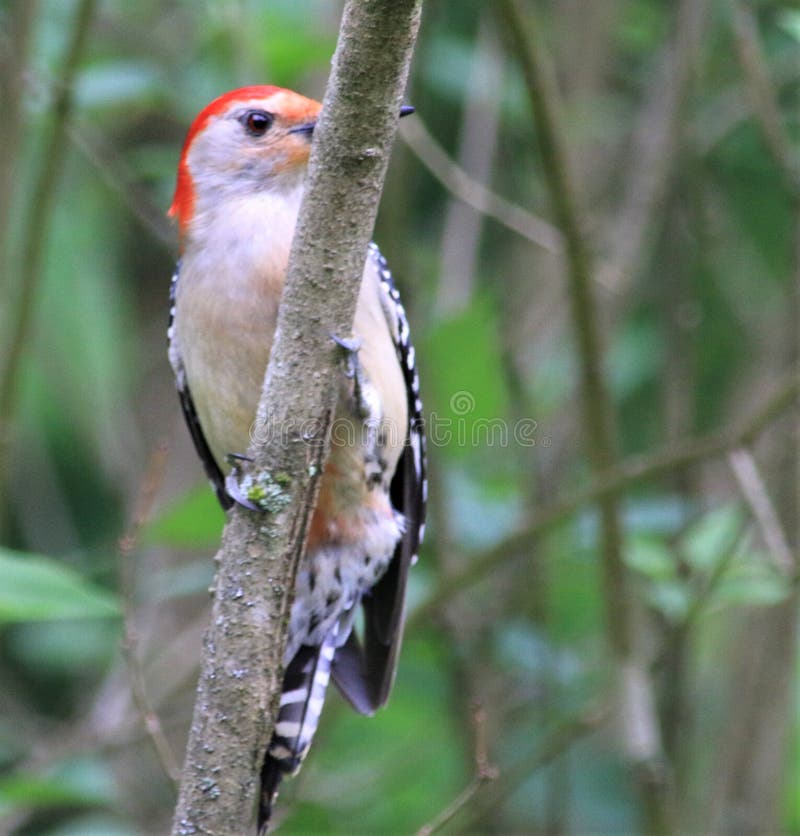 Woodpecker stock photo. Image of redbird, bellied, birds - 254186766