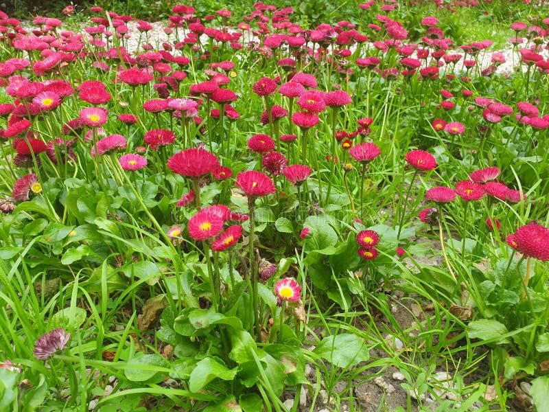 Red Bellis Perennis Flowers Stock Photo - Image of bellis, closeup ...