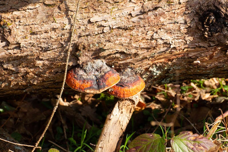 Red Belt Conk or Red Belted Bracket Fungus Growing on a Dead Tree ... Red Belt Conk or Red Belted Bracket Fungus Growing on a Dead Tree ...
