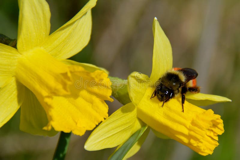 Red Belted Bee stock photo. Image of sheringham, island - 95870986