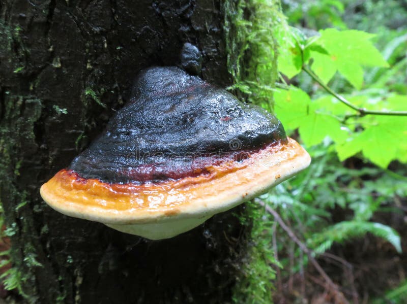 Red-belted Conk - Fomitopsis Pini-canadensis Stock Photo - Image of ...