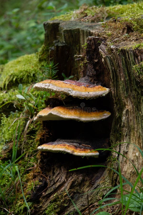 Red-Belted Conk Growing on a Tree Trunk. Stock Image - Image of plant ...